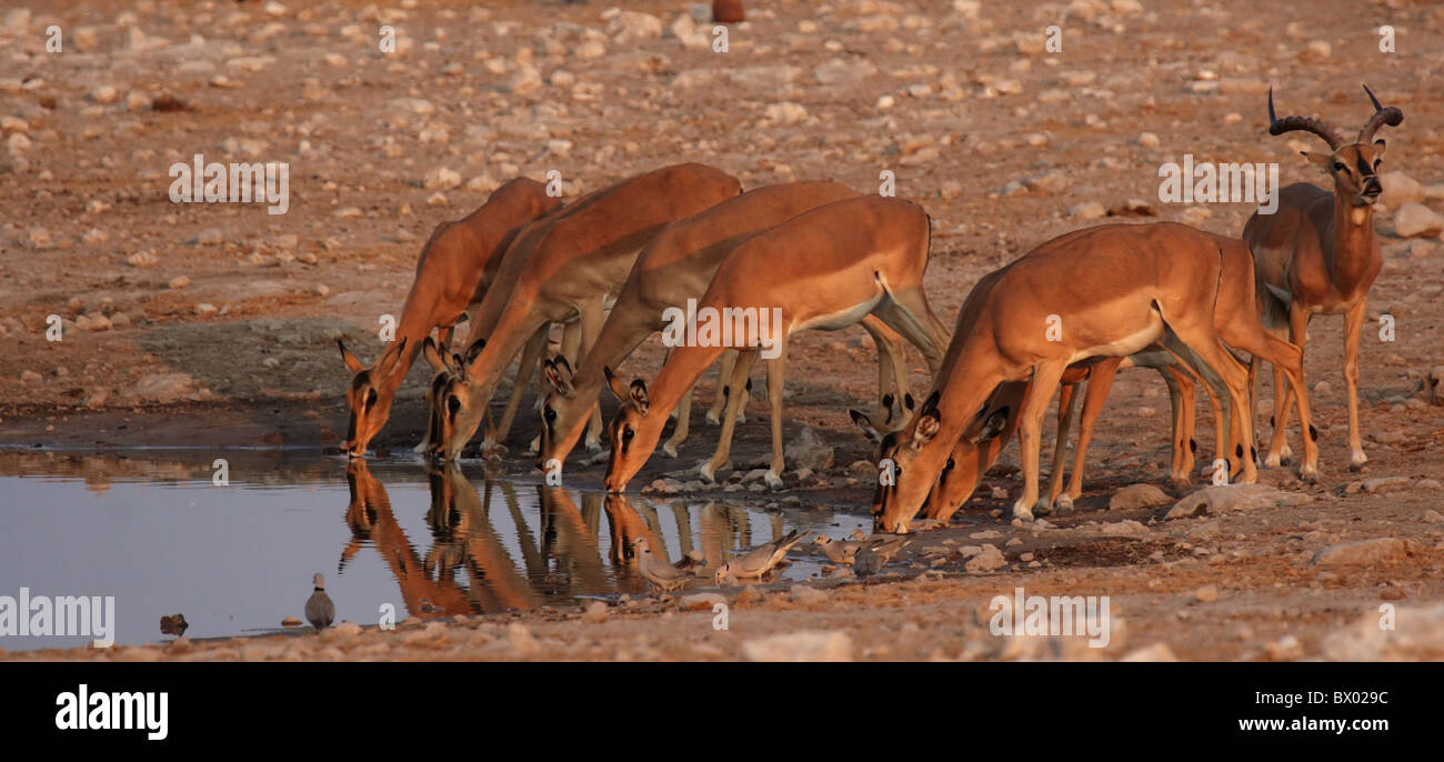 Black-faced Impala drinking at the waterhole in the Etosha National ...