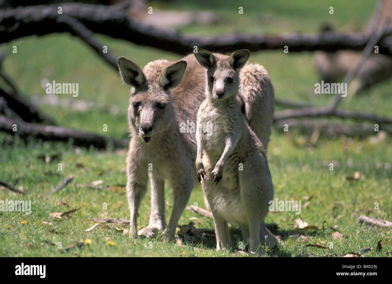 Australia Eastern Grey Kangaroo Macropus giganteus young mother animal ...
