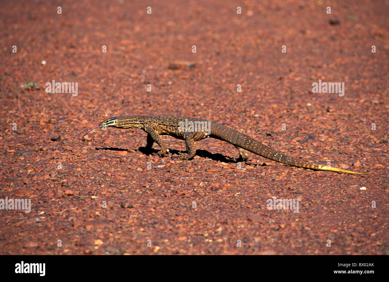 Goanna lizard australia hi-res stock photography and images - Alamy