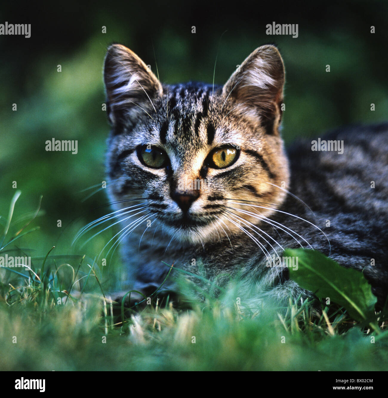 brown striped stripy cat portrait white domestic animal pet hair Stock ...