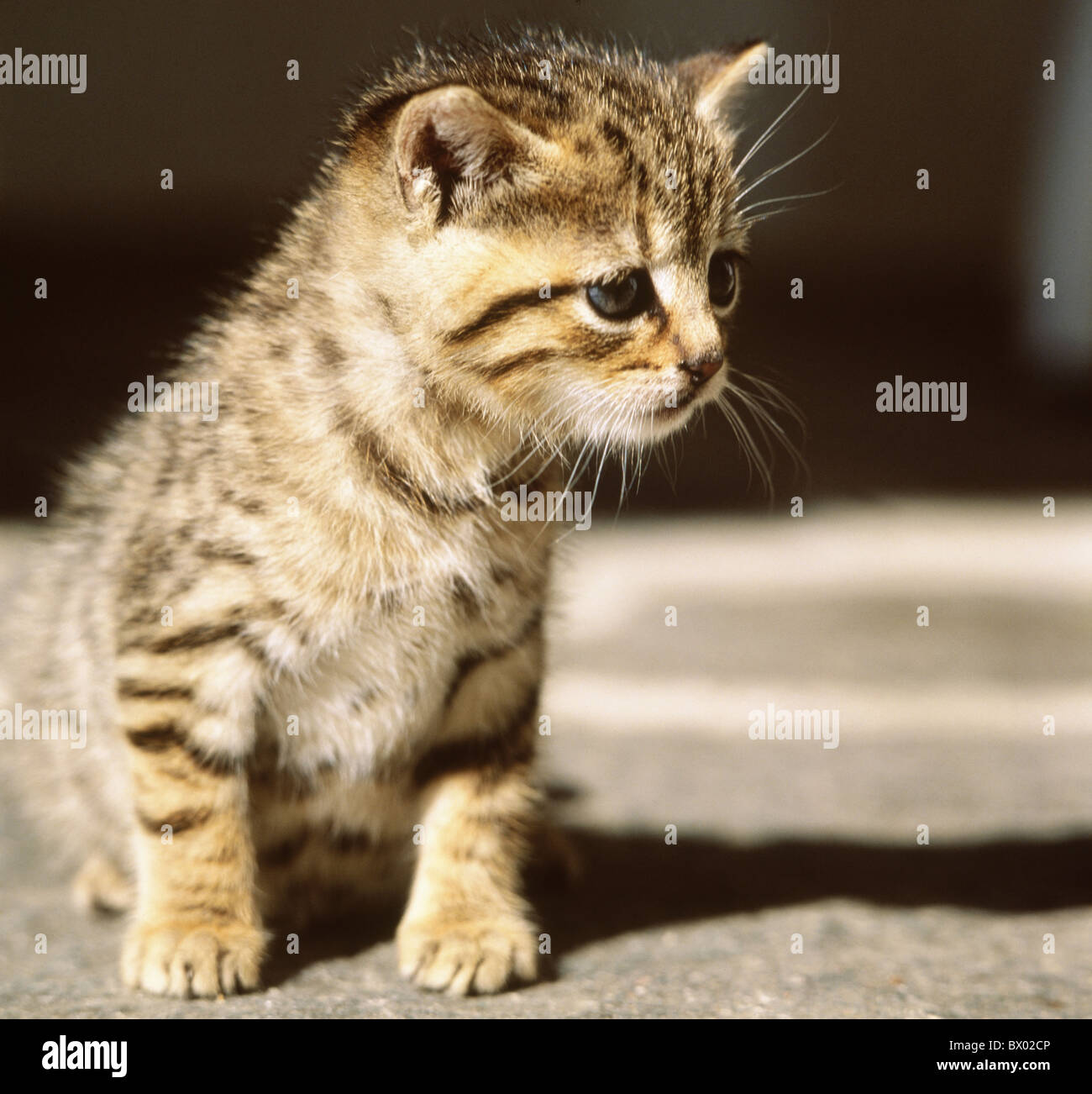 outside brown striped stripy young animal beast cat sit domestic animal ...