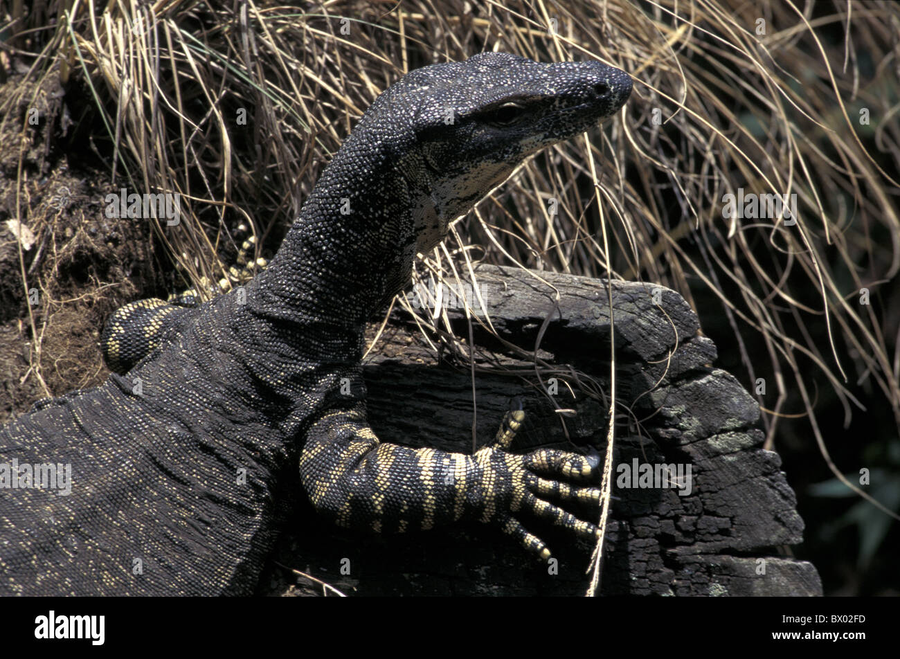 Australia Goanna lizard reptile animal Stock Photo - Alamy