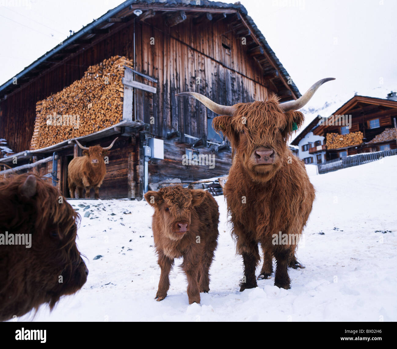mountain village Graubunden Grisons highest top village Juf cow ...