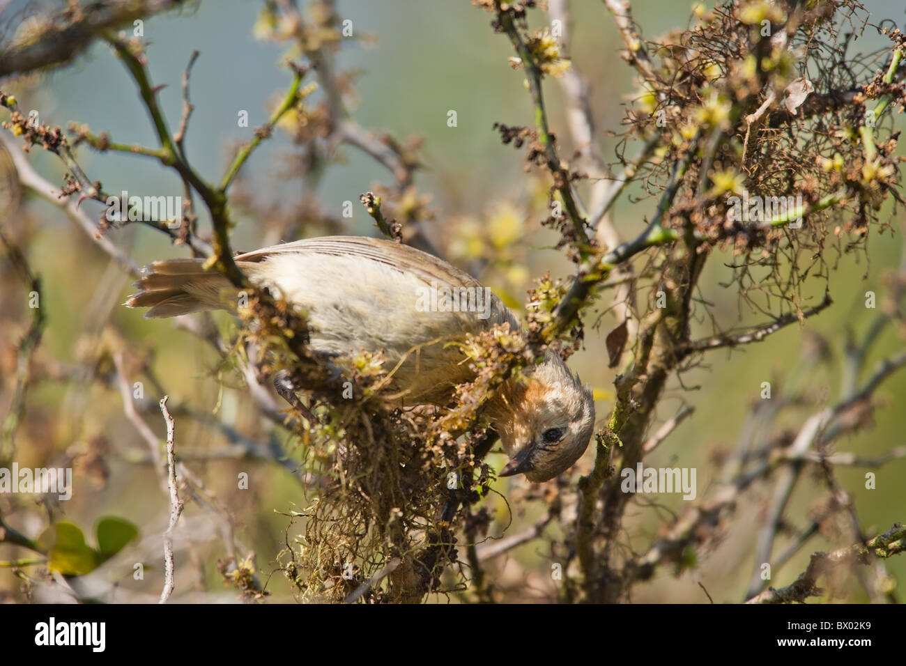 Certhidea olivacea hi-res stock photography and images - Alamy