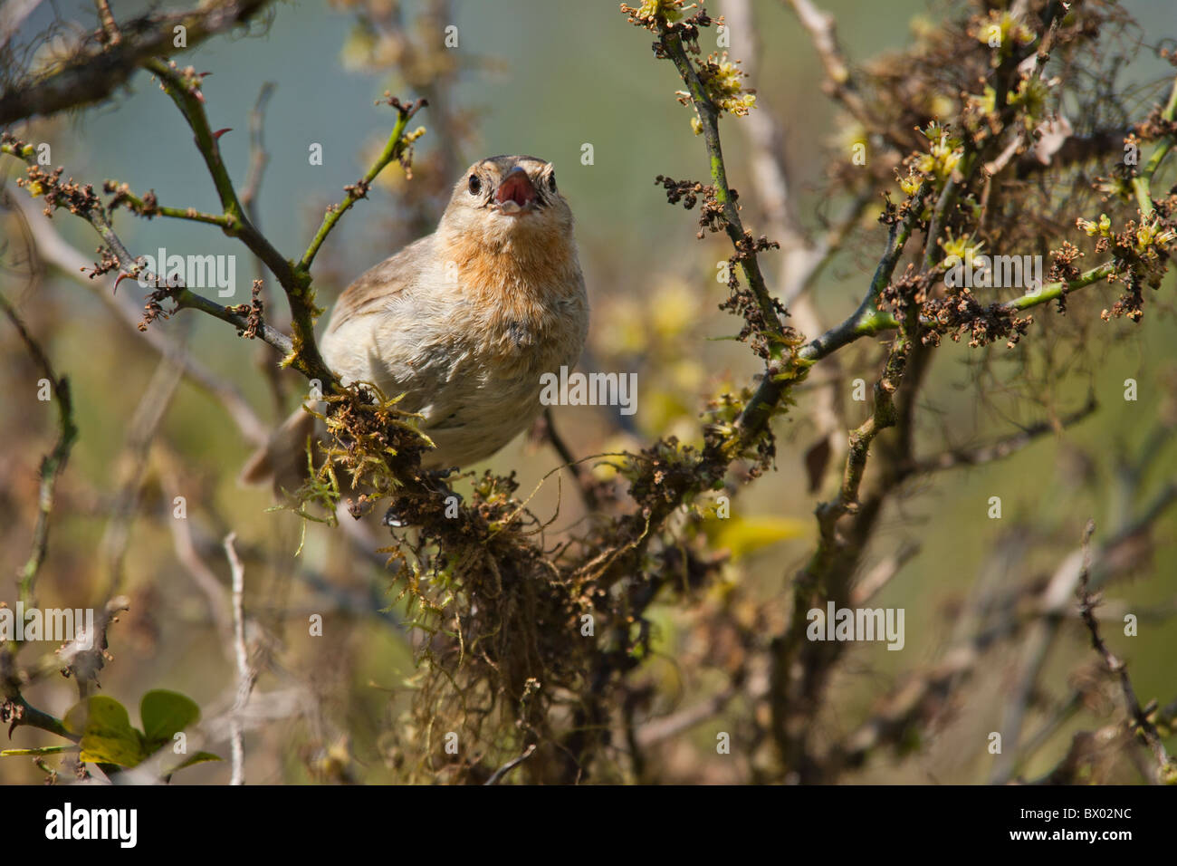 Certhidea olivacea hi-res stock photography and images - Alamy