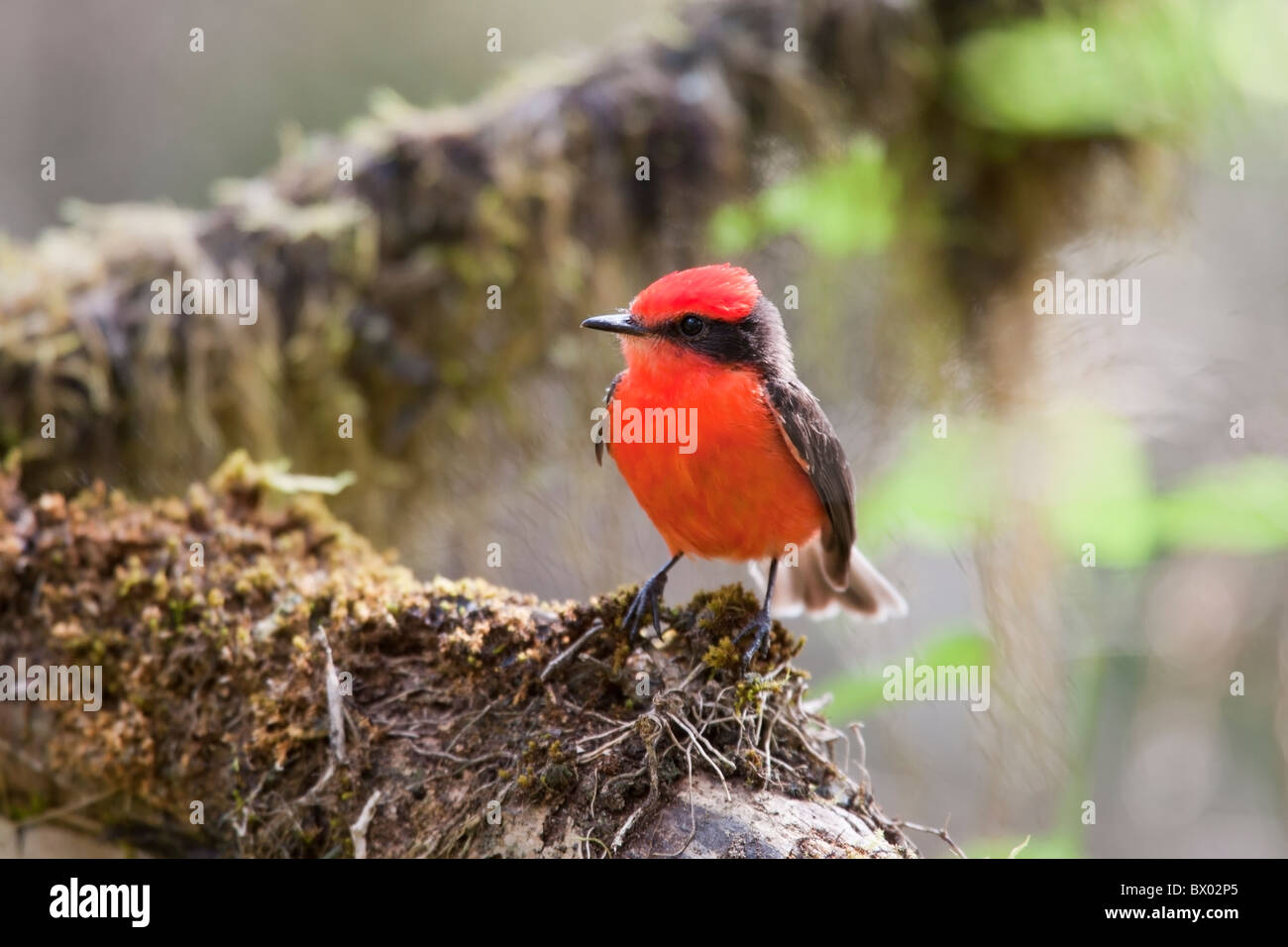 Vermilion Flycatcher (Pyrocephalus rubinus nanus), Galapagos subspecies ...