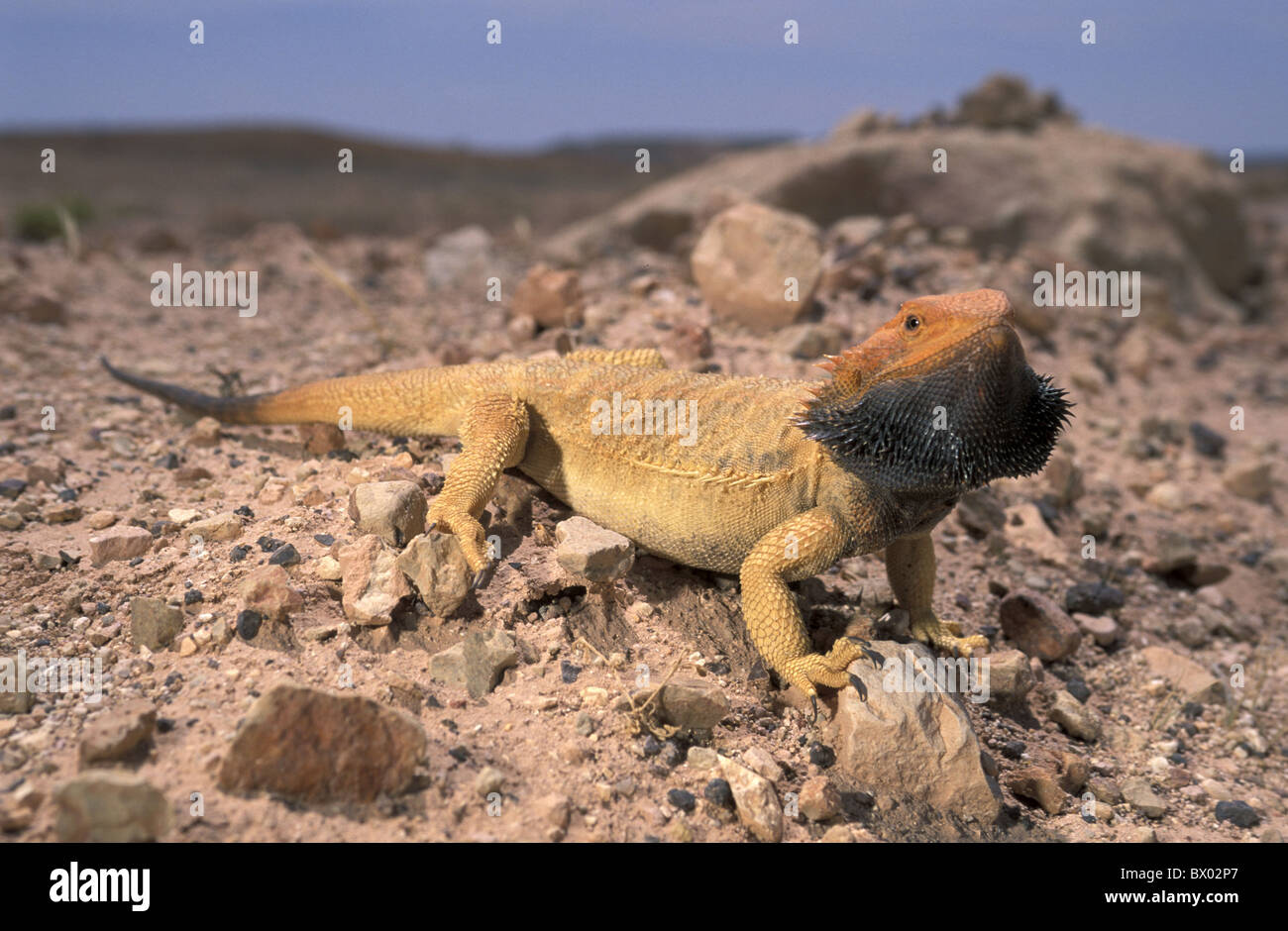 Australia Coober Pedy Lizard South Australia animal reptile Stock Photo ...