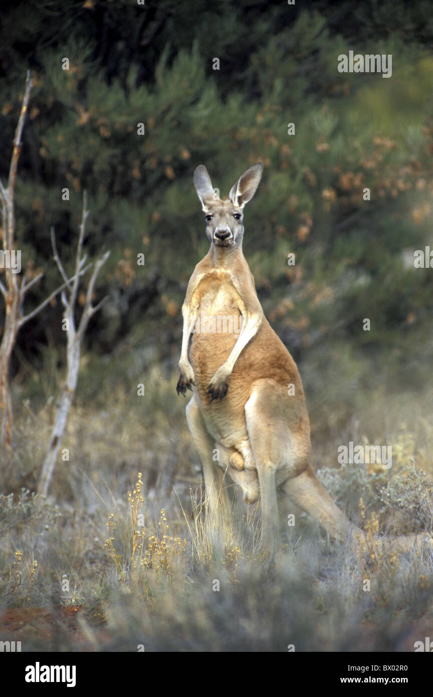 Australia Macropus rufus Red Kangaroo South Australia animal Stock ...