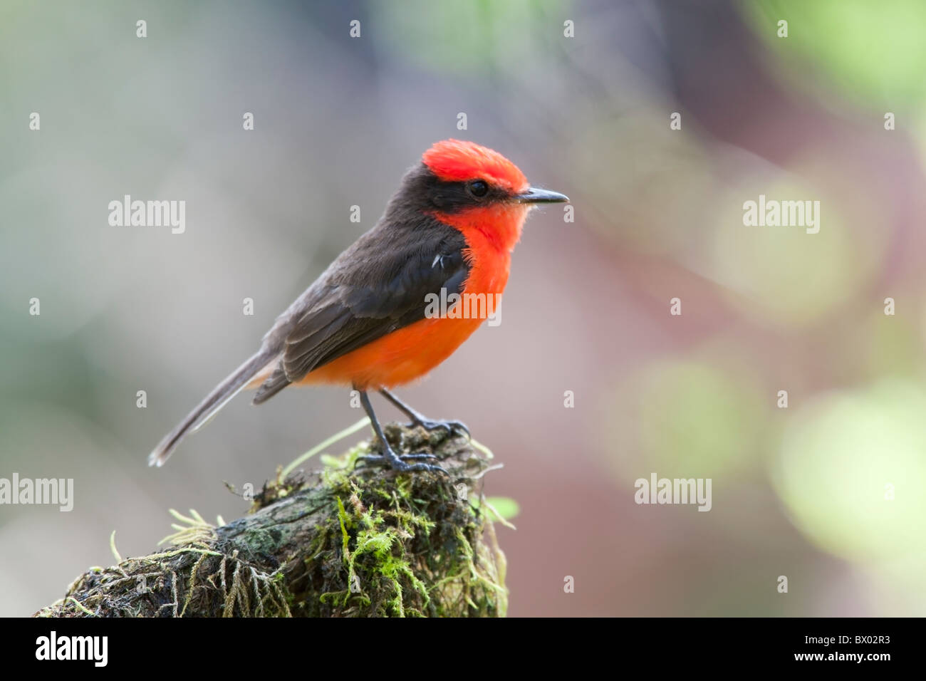 Vermilion Flycatcher (Pyrocephalus rubinus nanus), Galapagos subspecies ...