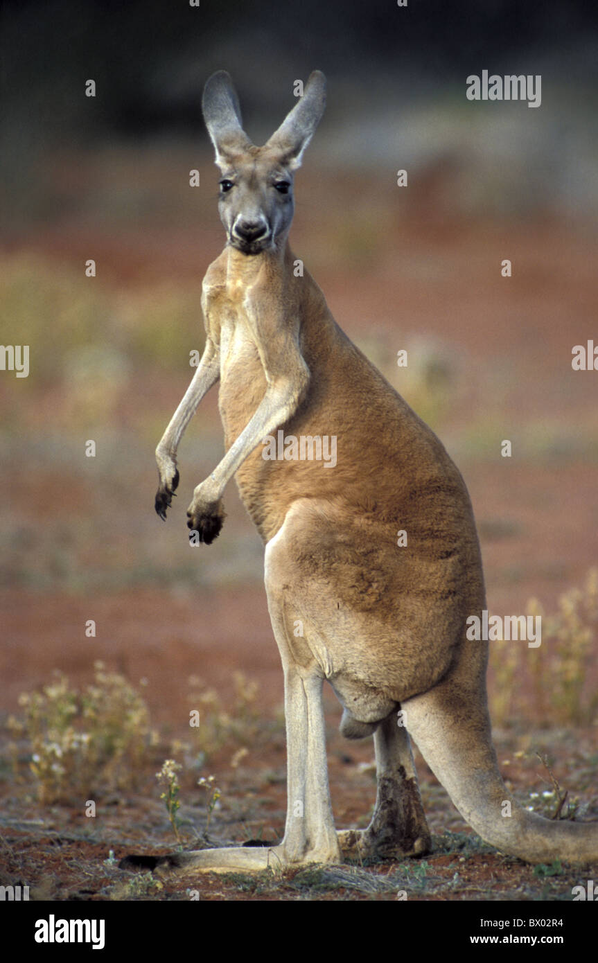 Australia Macropus rufus Red Kangaroo South Australia animal Stock ...