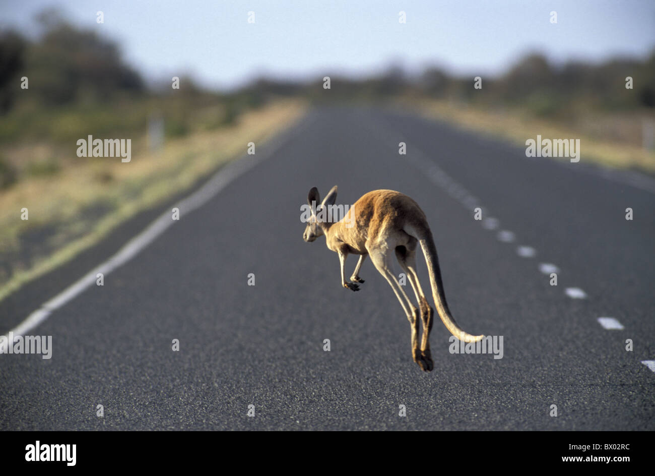 Australia Macropus rufus Red Kangaroo South Australia animal Stock ...