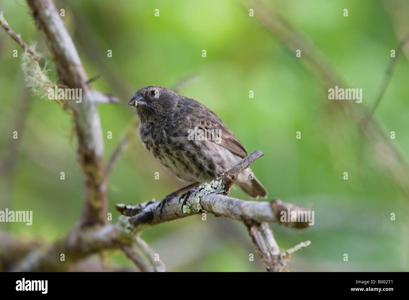 Small Ground-Finch (Geospiza fuliginosa), female foraging on Santa Cruz ...