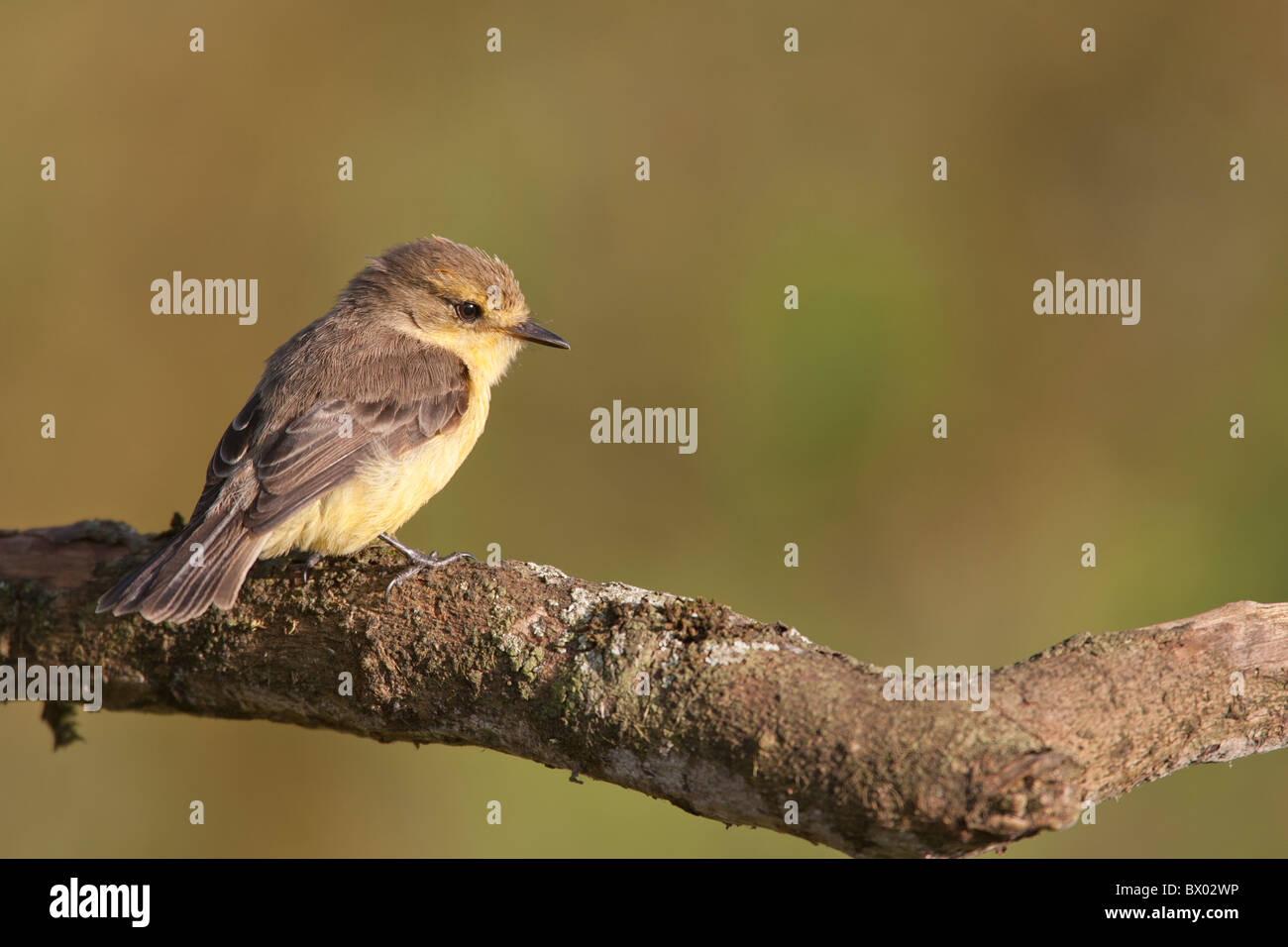 Vermilion Flycatcher (Pyrocephalus rubinus nanus), Galapagos subspecies ...
