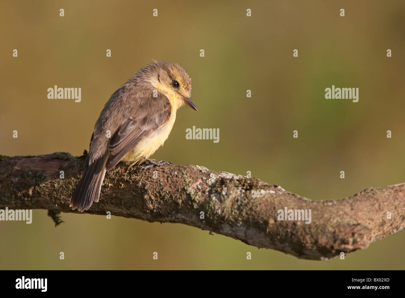 Vermilion Flycatcher (Pyrocephalus rubinus nanus), Galapagos subspecies ...