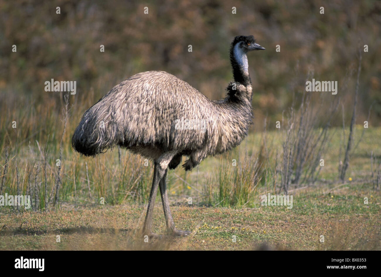 Australia Dromaius novaehollandiae Emu Victoria Wilsons Promontory ...