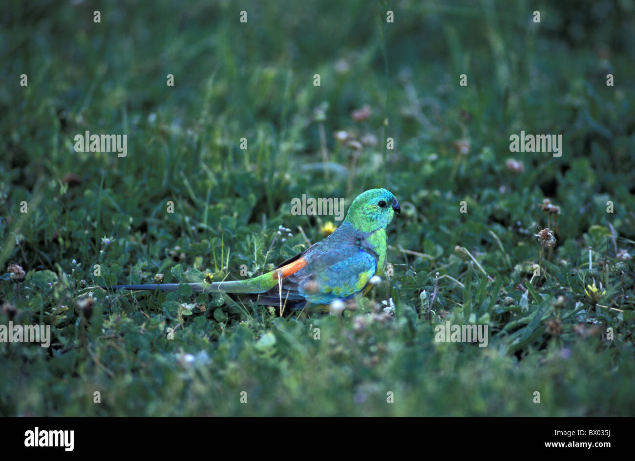 Red bird of australia hi-res stock photography and images - Alamy