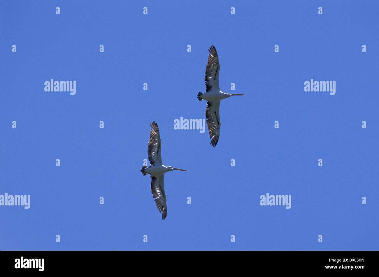 Flying birds australia hi-res stock photography and images - Alamy