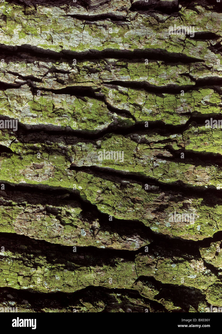 old tree bark detail lichens furrows gray green wood moss bark trunk ...