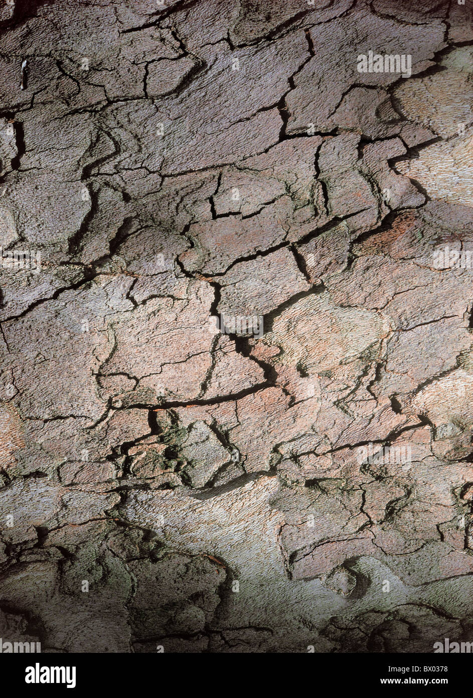 old tree bark crumble furrows gray surface bark tears structure Stock ...