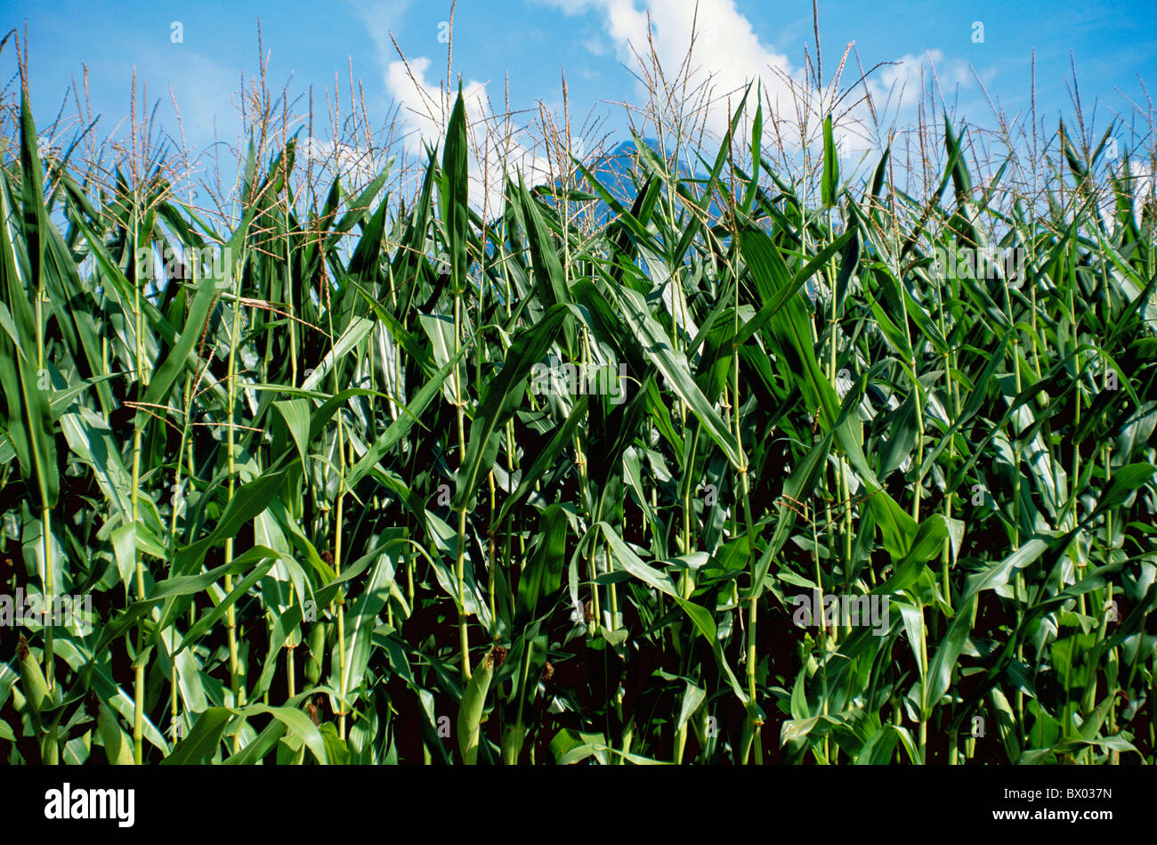 high hill maize corn May corn field useful plants plants agriculture ...