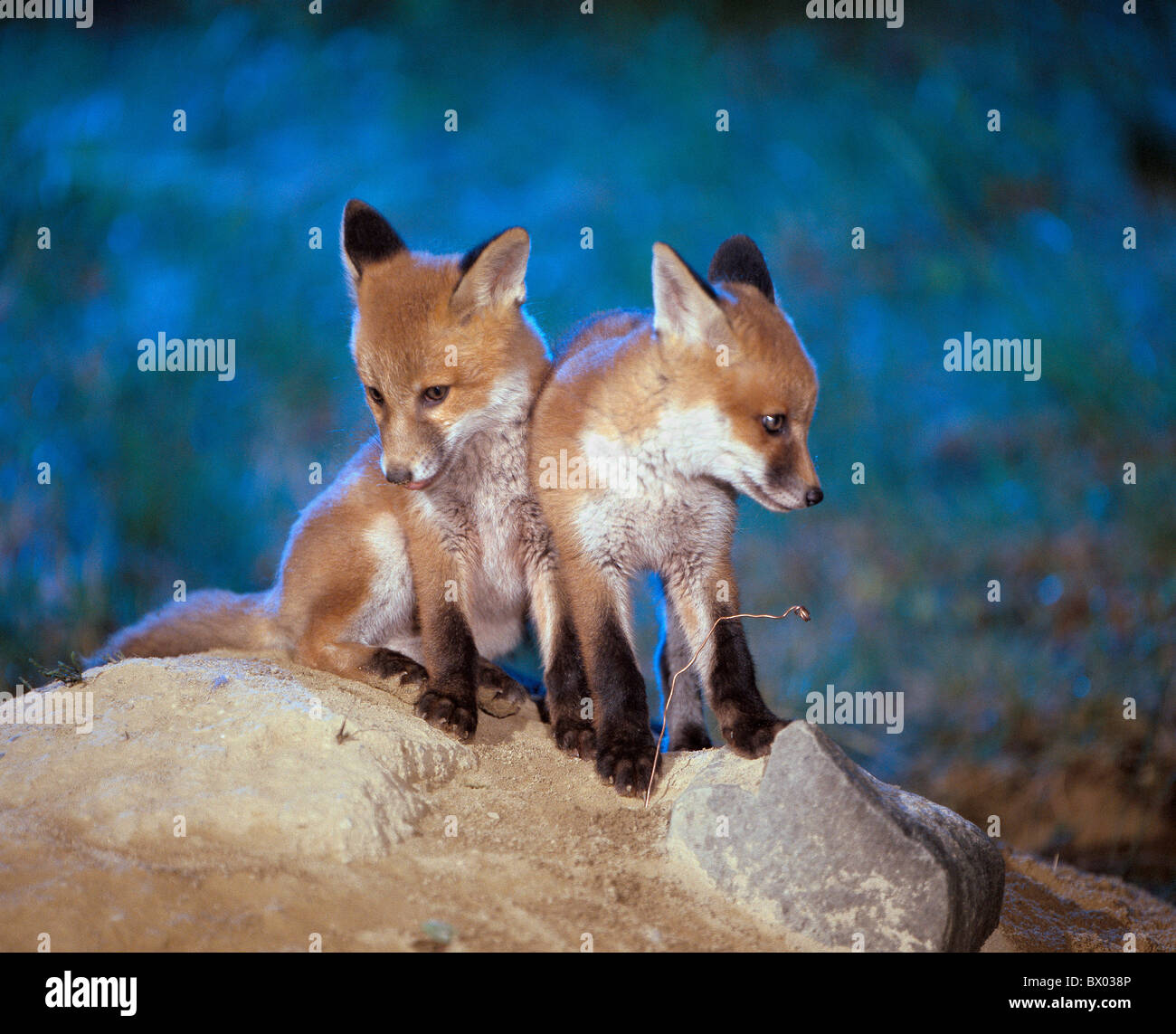 fox puppy two mound sit at night animals beasts Stock Photo - Alamy