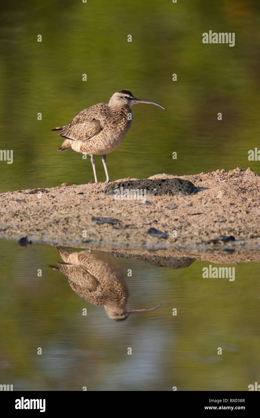 Whimbrel (Numenius phaeopus hudsonicus), American subspecies on Santa ...