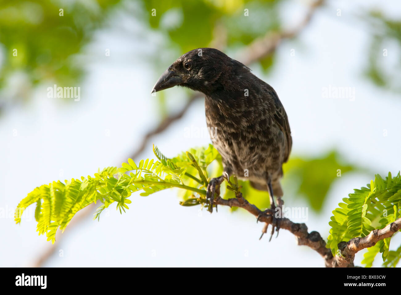 Common cactus finch hi-res stock photography and images - Alamy