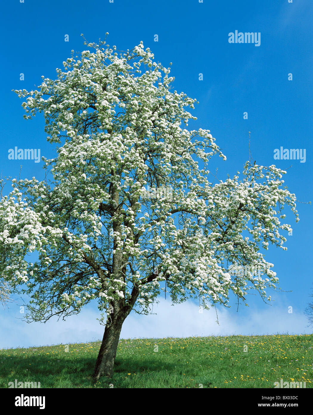 tree pear tree tree pear trees blossom sky canton fruit-trees ...