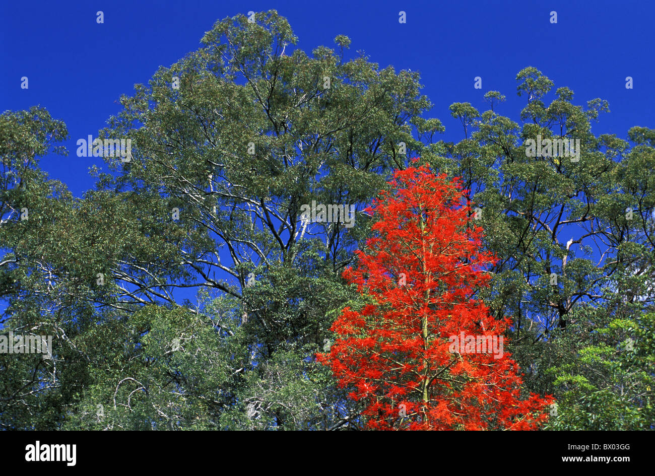 Australia Brachychiton acerifolius Flame Tree Queensland outstanding ...
