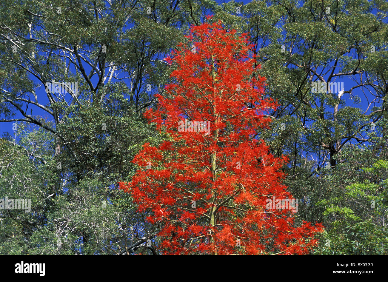 Australia Brachychiton acerifolius Flame Tree Queensland Stock Photo ...