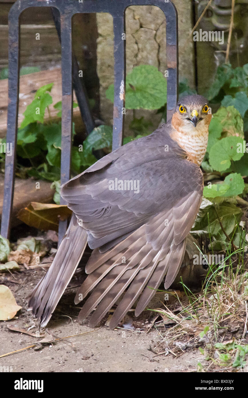 A sparrowhawk with a captured starling in a garden with a garden fork ...