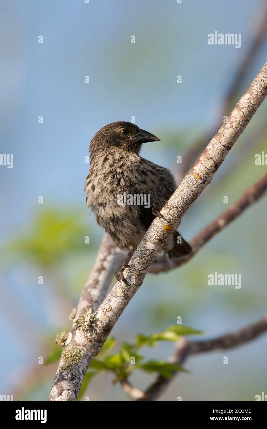 Common cactus finch hi-res stock photography and images - Alamy