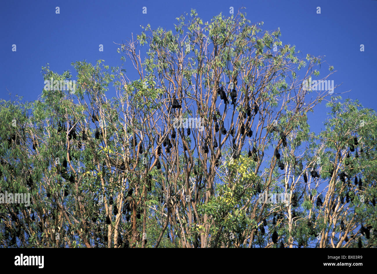 Bat sanctuary australia hi-res stock photography and images - Alamy