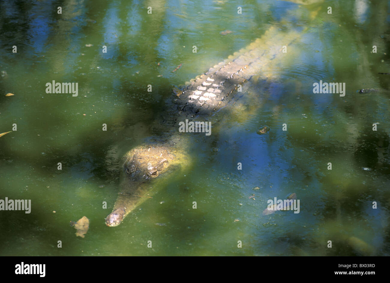 Townsville billabong hi-res stock photography and images - Alamy