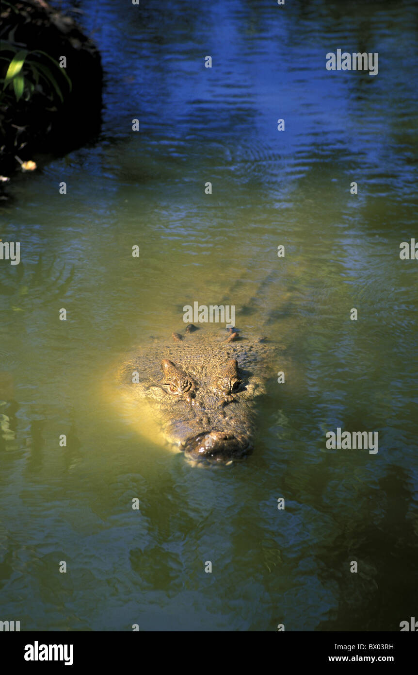 Australia Billabong Sanctuary Queensland Saltwater Crocodile Townsville ...