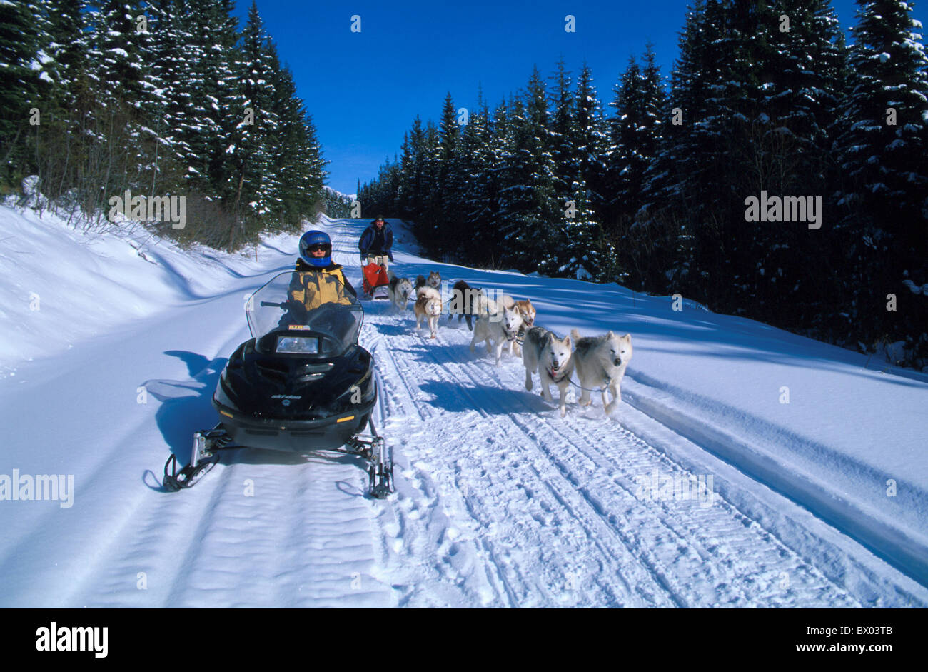 british-columbia-canada-north-america-america-dog-s-sledges-dogs-engine