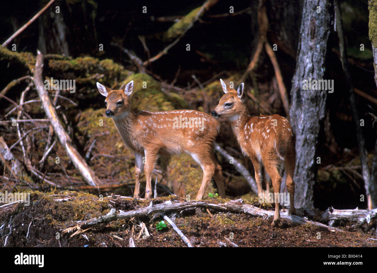 Two tailed merman or mermaid hi-res stock photography and images - Alamy