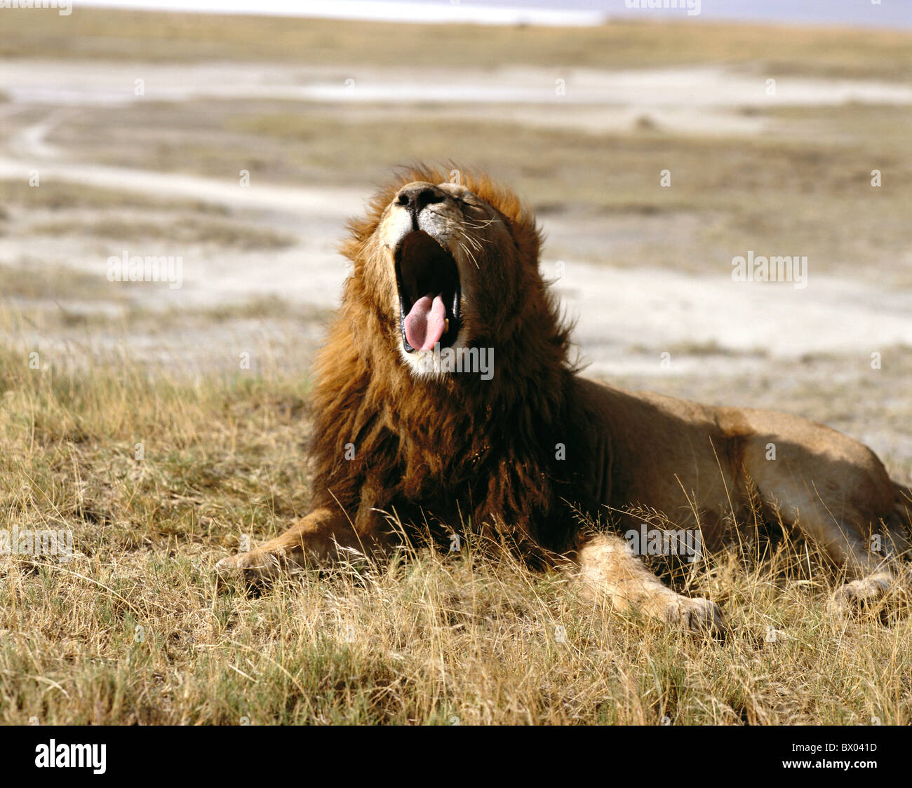 old yawning lie lion male male Ngorongoro crater portrait Tanzania ...