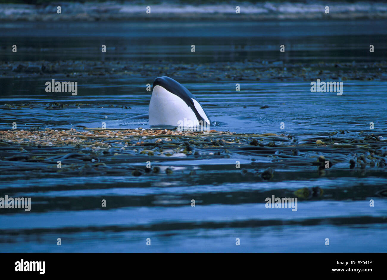 British animals hi-res stock photography and images - Alamy