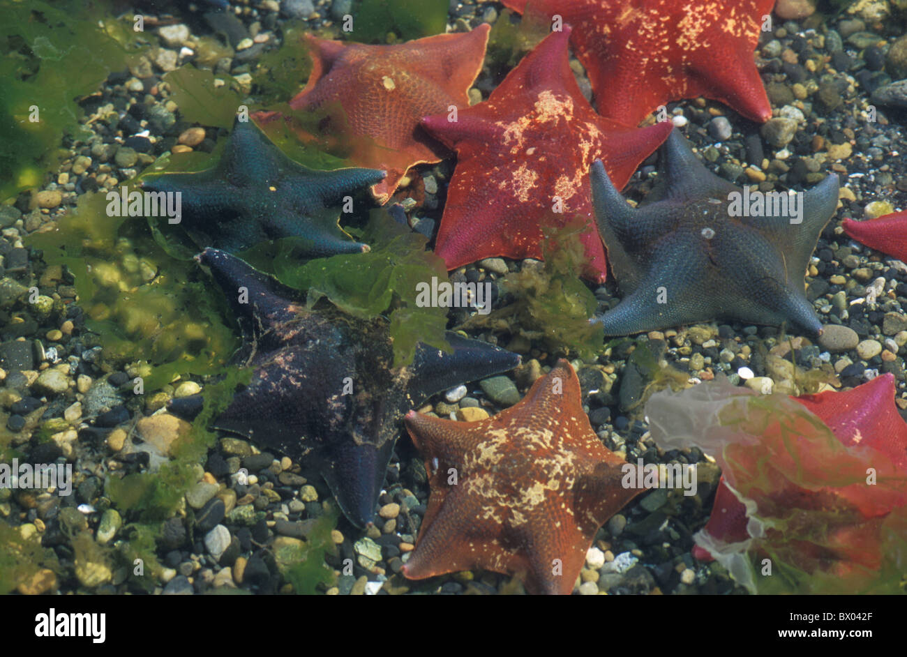 Bat sea star patiria miniata hi-res stock photography and images - Alamy