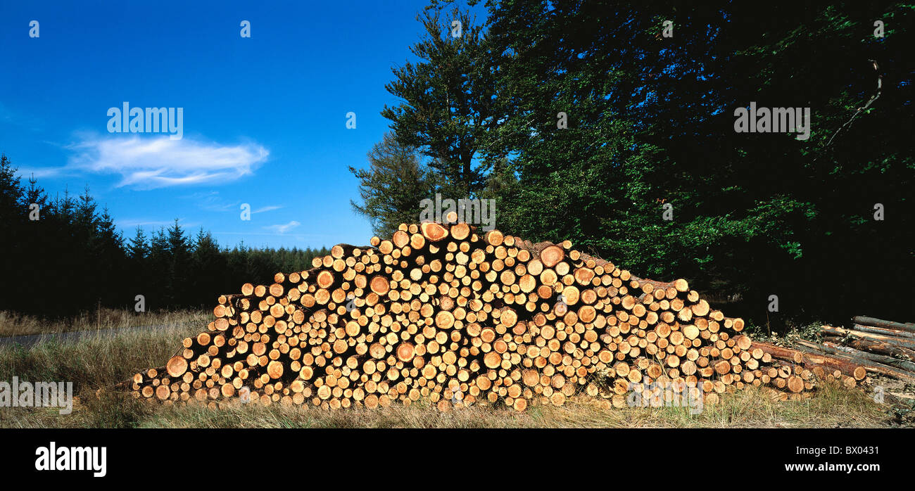 trunks forestry stacked wood storage panorama trunks tribes forest camp ...