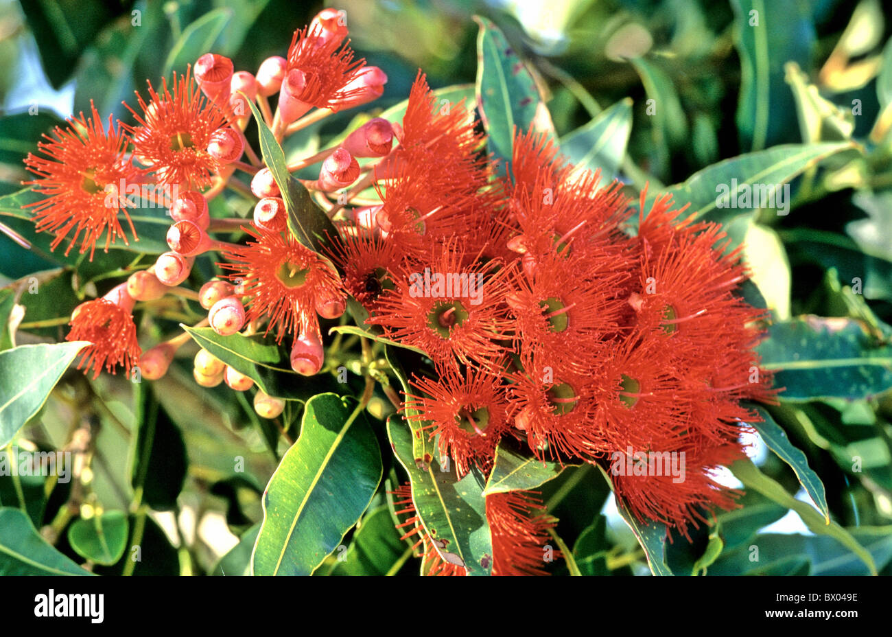 eucalyptus karri blossoms flourishes red Swamp Bloodwood Eucalyptus ...
