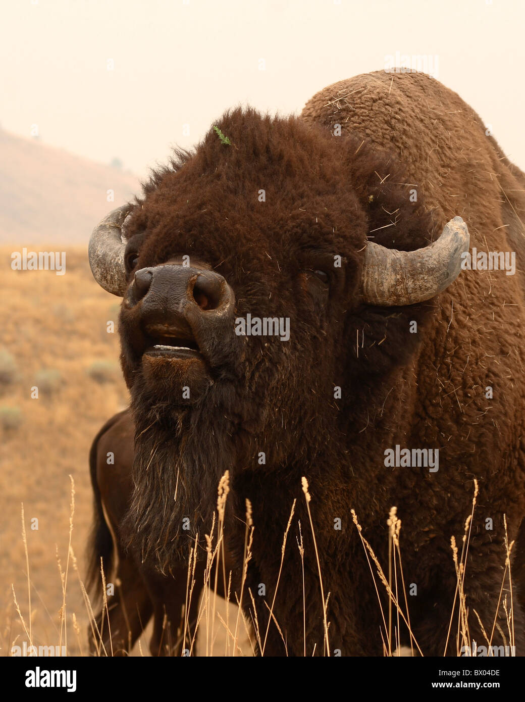 American buffalo hi-res stock photography and images - Alamy