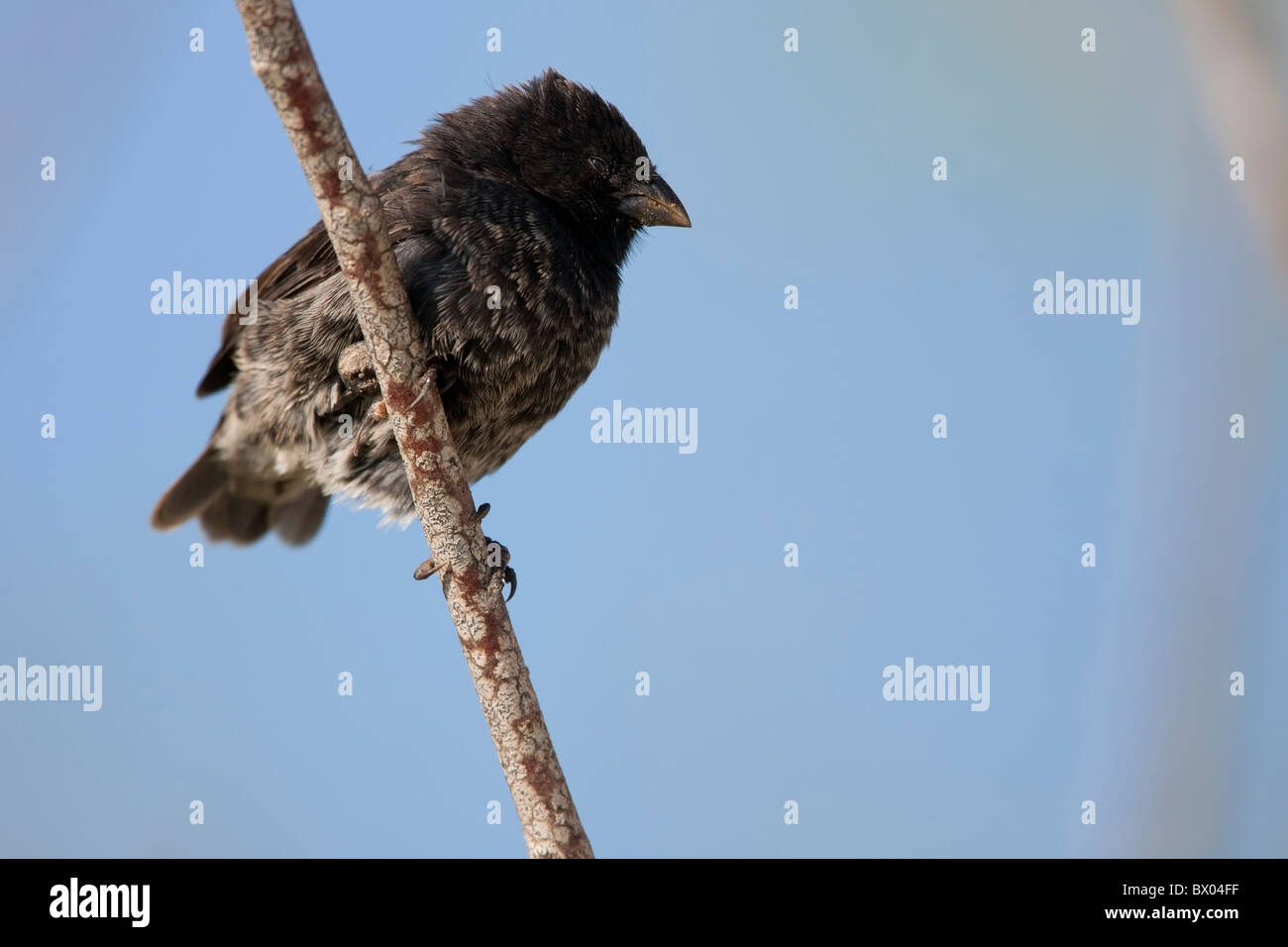 Small Ground-Finch (Geospiza fuliginosa), immature male on Santa Cruz ...