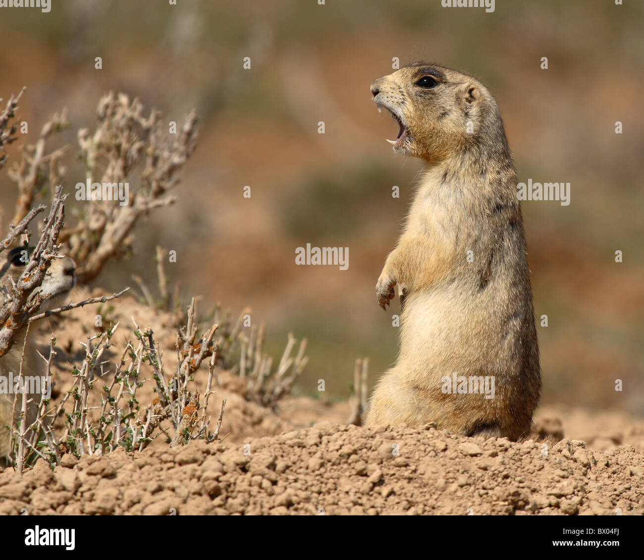 Prairie Dog giving a fierce bark Stock Photo - Alamy