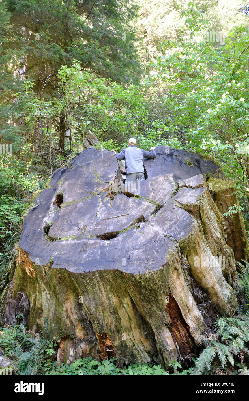 Redwoods National Park, California, USA Stock Photo - Alamy