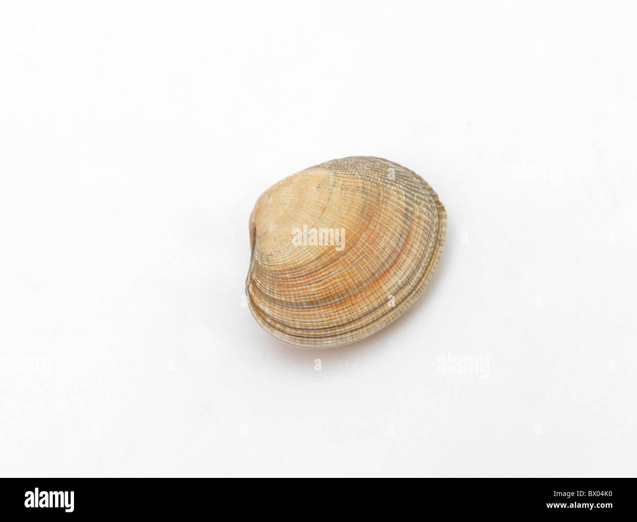 Saltwater shell hi-res stock photography and images - Alamy