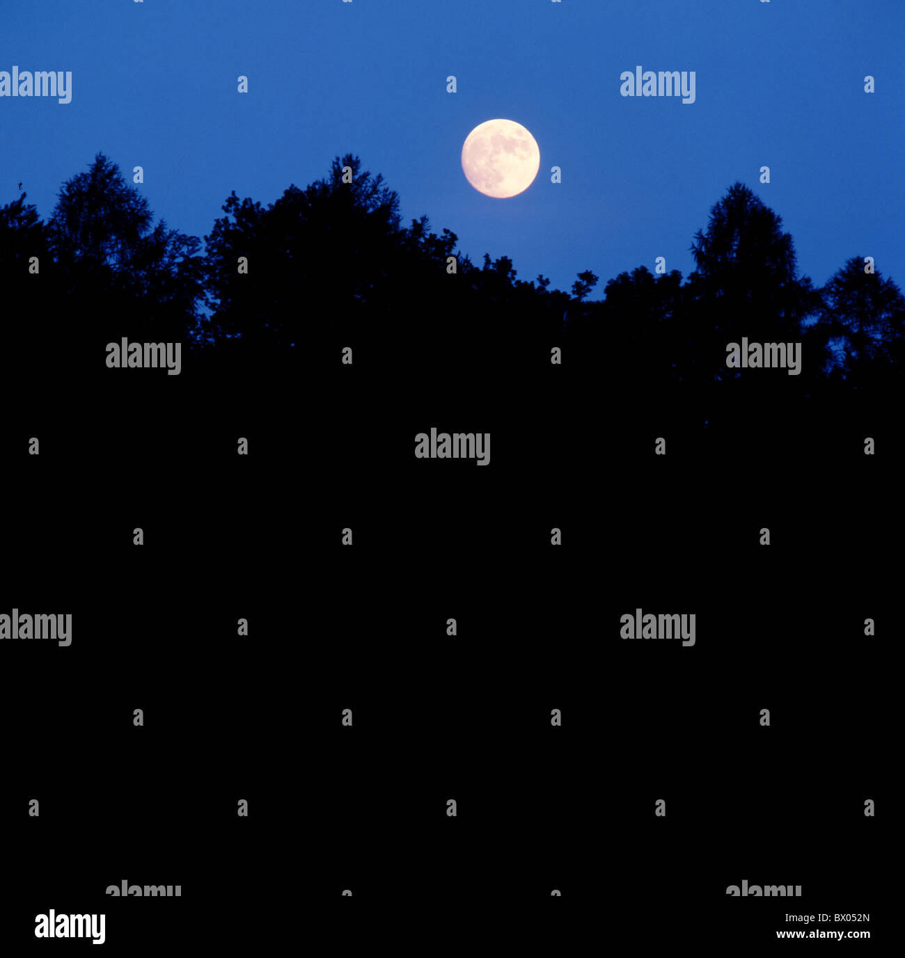 tree treetop trees silhouettes scenery moon moonrise pink full moon ...