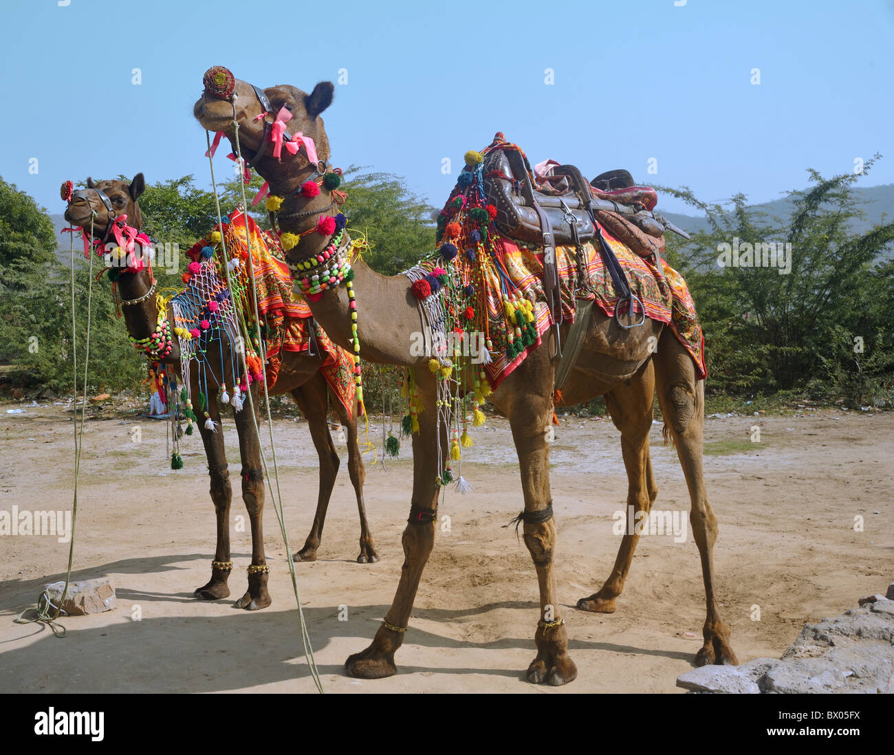 Camel saddles hi-res stock photography and images - Alamy