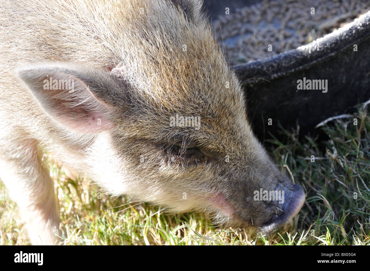 Little pet pig eating Stock Photo - Alamy